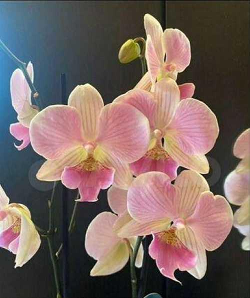 Орхидея фаленопсис биг лип Manta Maid