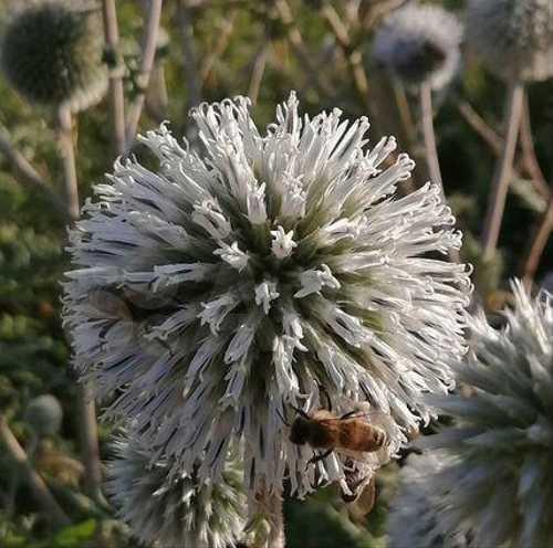 Мордовник шароголовый