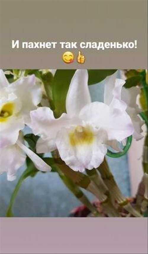 Орхидея дендробиум