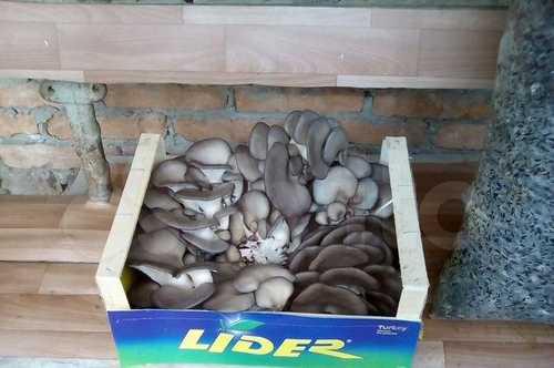 Продажа свежих грибов