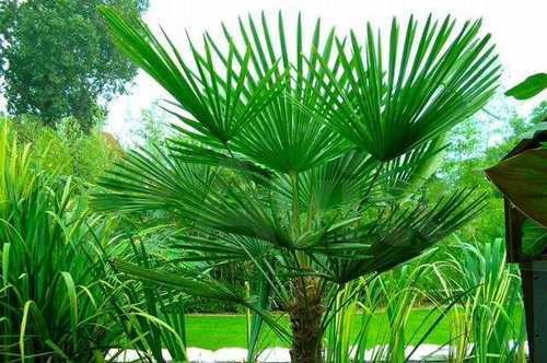 Саженцы пальмы трахикарпус форчуна