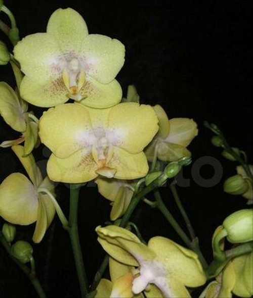 Орхидея фаленопсис Баттеркап