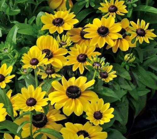 Рудбеккия,цинния(майоры),бархатцы