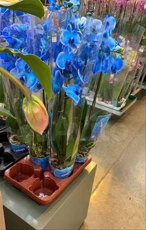 Орхидея фаленопсис синий Король