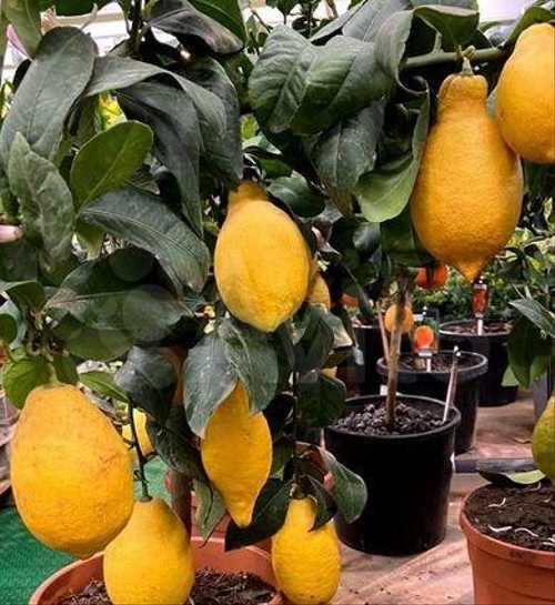 Лимонное Дерево с плодами -Ctrus lmon Н-70-75 см