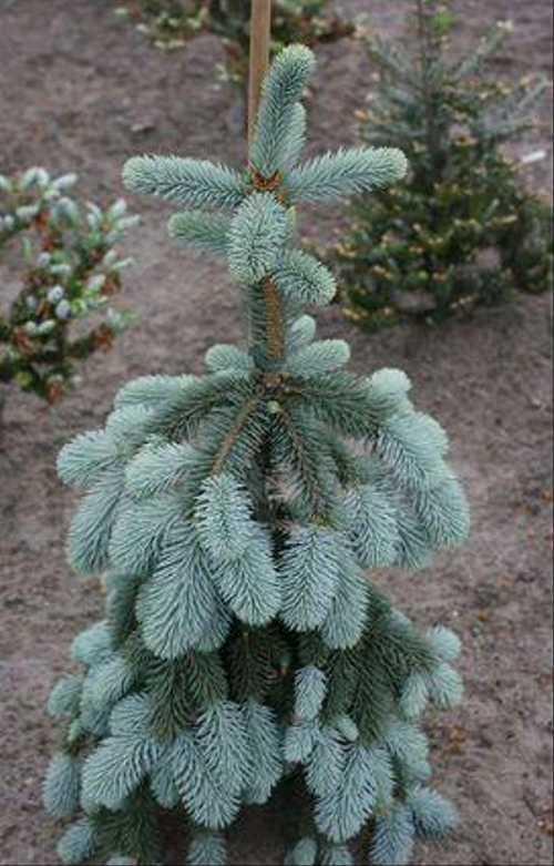Picea pungent The Blues