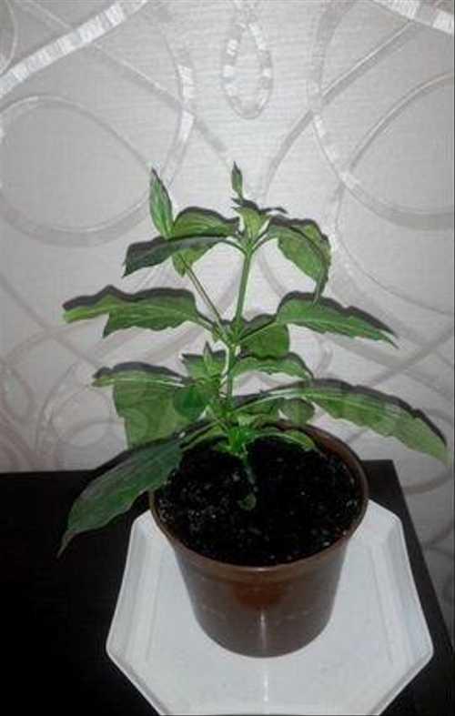 Растение комнатное кроссандра