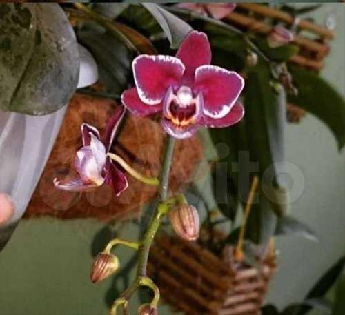 Орхидея фаленопсис Phal. Black Pixie