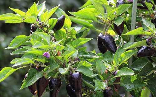 Семена острого перца халапеньо Purple Jalapeno