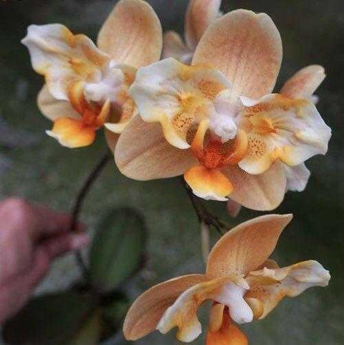 Орхидея Phal. Little Emperor Peloric