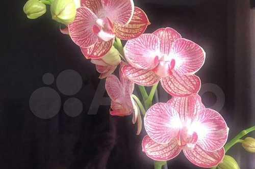 Орхидея фаленопсис равелло ракушка
