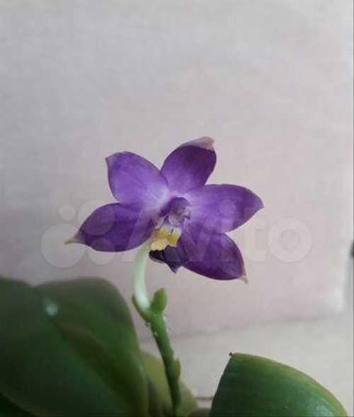 Орхидея фаленопсис Phal. YangYang Purple Star x vi