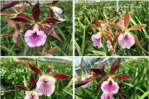 Encyclia Jairak Arrow x alata