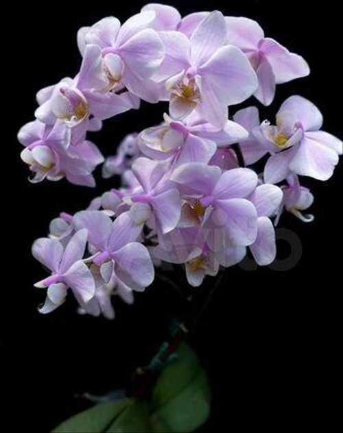 Орхидея Фаленопсис Pinlong Cherry