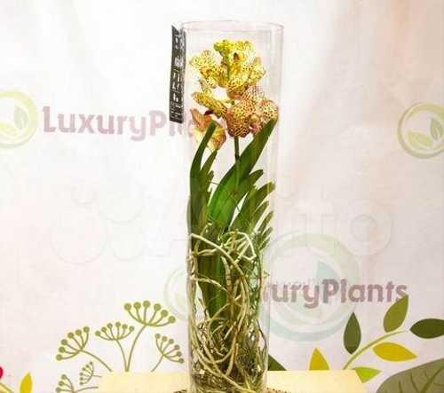 Орхидея Ванда в бокале Мишель салатово-бордовая пя