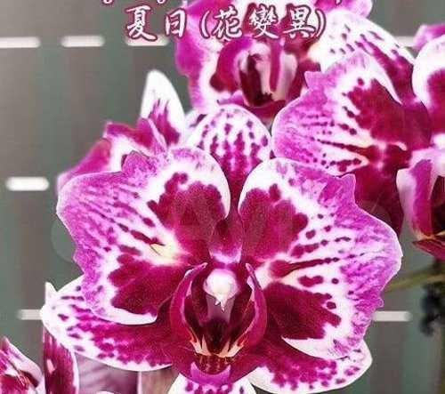 В наличии орхидея Phal. Younghome Summer (peloric)