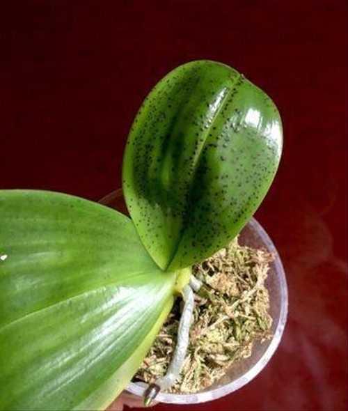 Орхидея фаленопсис Mituo King Eddy