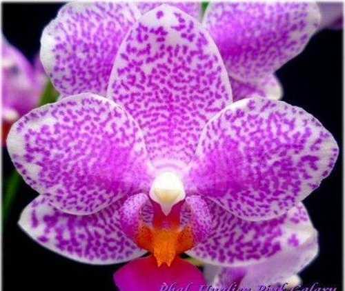 Орхидея Phal. Hualien Pink Galaxy