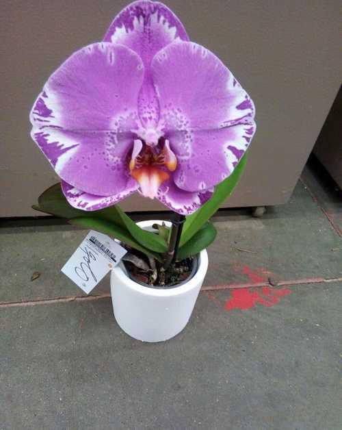 Орхидея Фаленопсис Синголо Викторио в подарок
