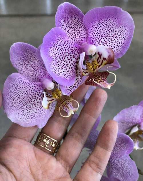 Орхидея манхеттен 2цветоноса