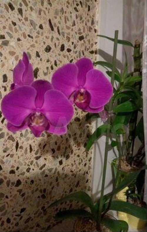 Орхидея фаленопсис shining queen