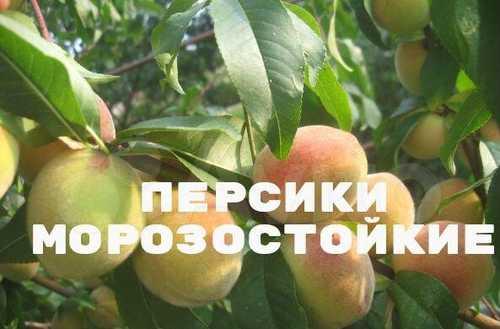 Персики для холодных регионов урожайные и морозост