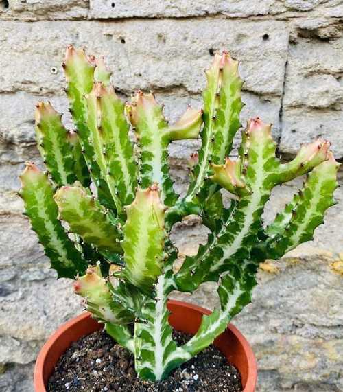 Суккулент Euphorbia Lactea
