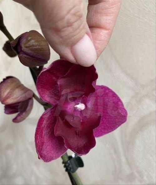 Орхидея фаленопсис полубабочка