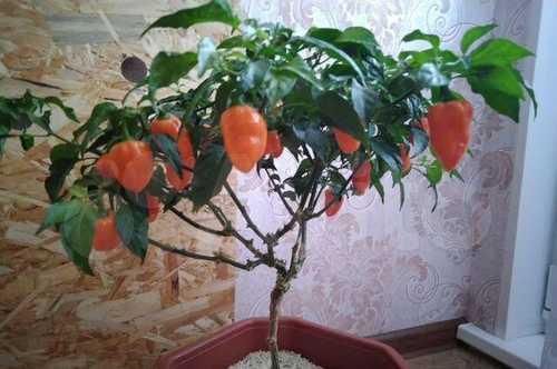Перец Хабанеро оранж