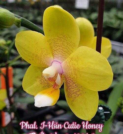Орхидея Phal. I-Hsin Милашка Милая B73 в наличии