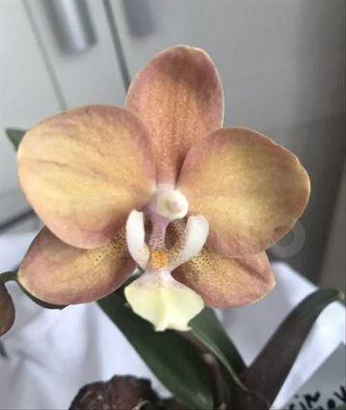 Орхидея Phal. I-Hsin Marle Valley 2.5