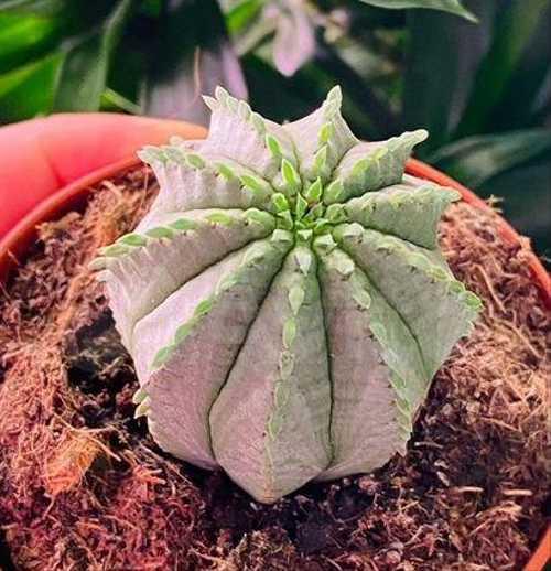 Суккулент Euphorbia Susannae New Clone