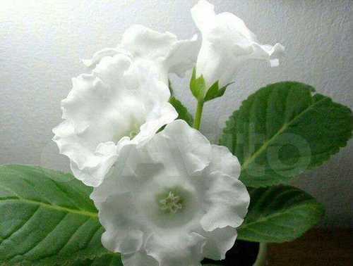 Глоксиния белая