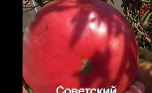 Семена редких коллекционных томатов