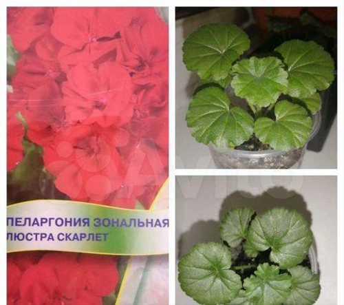 Пеларгония герань люстра Скарлет