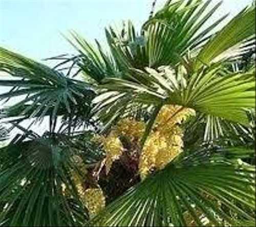 Саженцы Веерной Пальмы(Трахикарпус Форчуна)