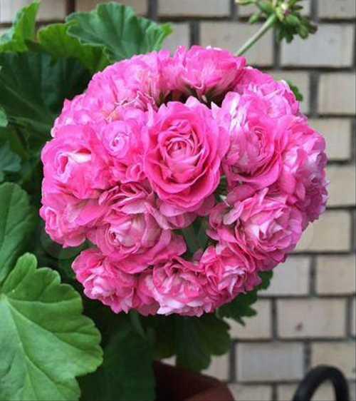 Пеларгония swanland pink australien pink rosebud фото