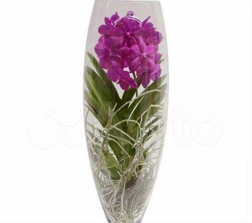 Орхидея Ванда в стекле шампань (подарочная)