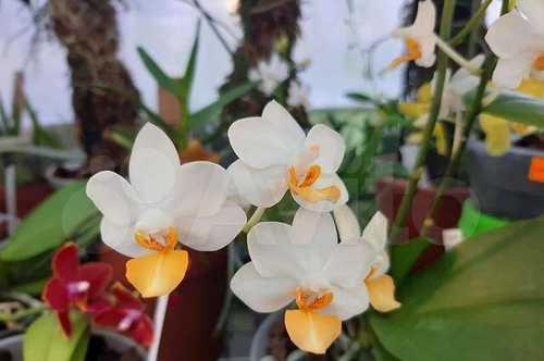 Орхидея Фаленопсис Liu's Triprince 'Yellow Lip'