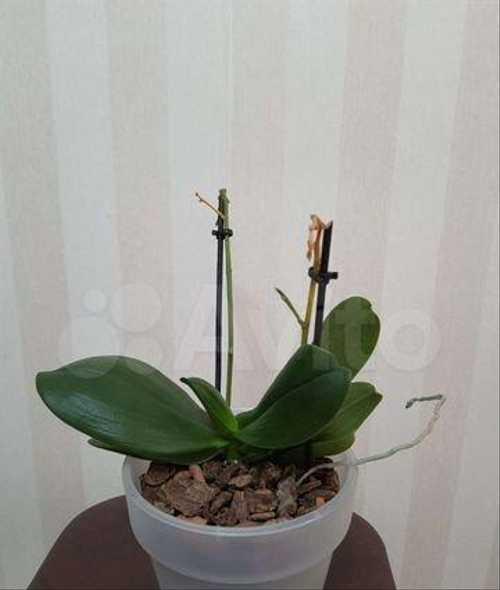 Орхидея Фаленопсис "Tiny Melissa"