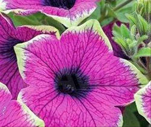 Черенки вегетативной петунии необычных расцветок