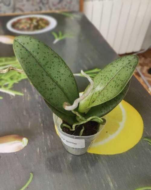 Орхидея фаленопсис Дасти бель