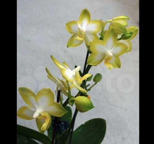 Орхидея-Phal. Yuan Shan Sweet Girl