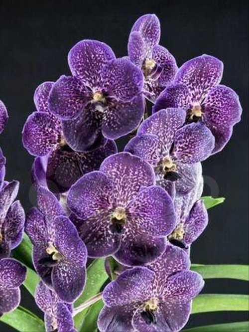 Орхидея Ванда (В бокале Шамнань) сногсшибательный