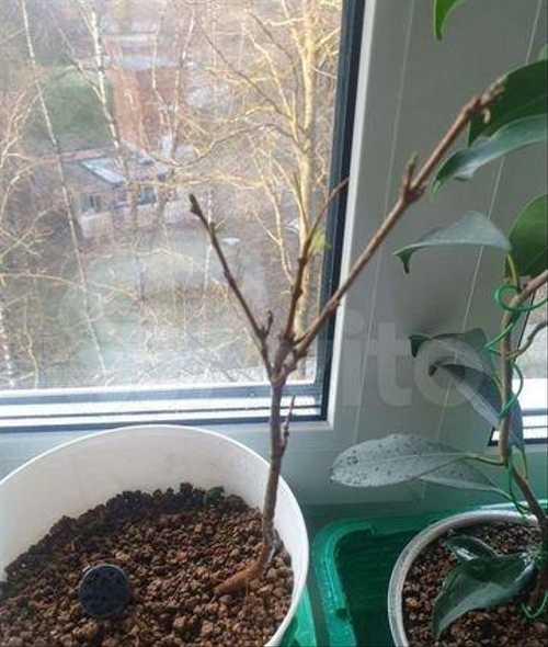 Японский клен