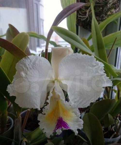 Орхидея каттлея trianae semi-alba