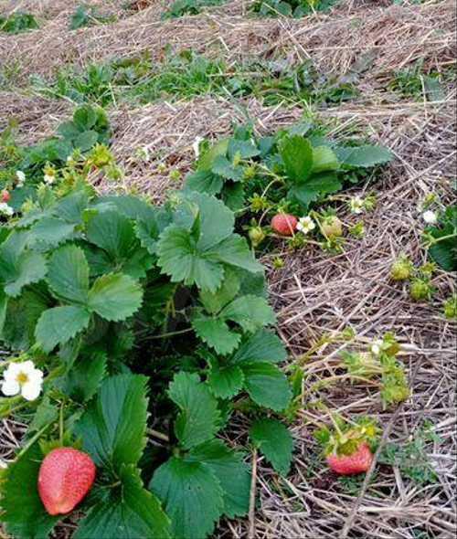 Клубника рассада дает непрерывный урожай ягод