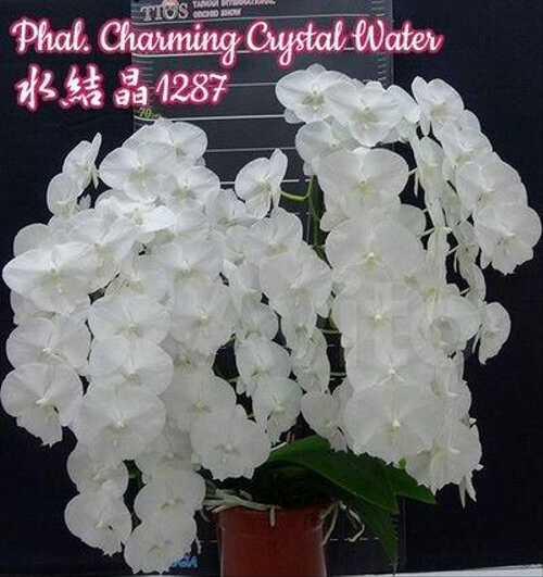 Орхидея Phal. Charming Crystal Water