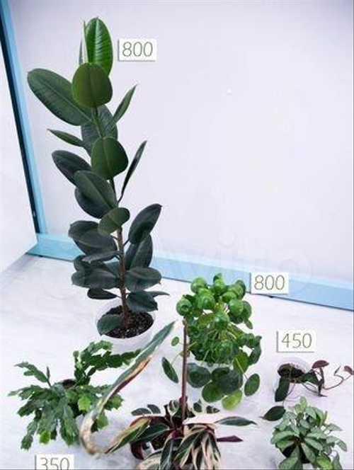 Комнатные растения. Строманта,ктенанта,пилея и др