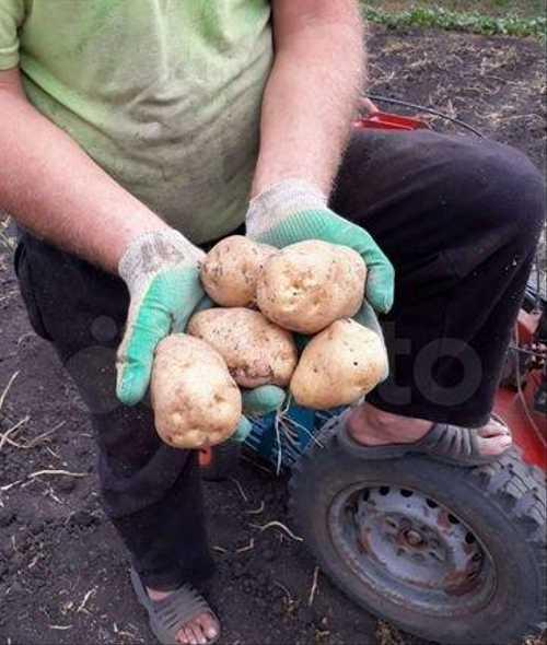 Картофель на семена